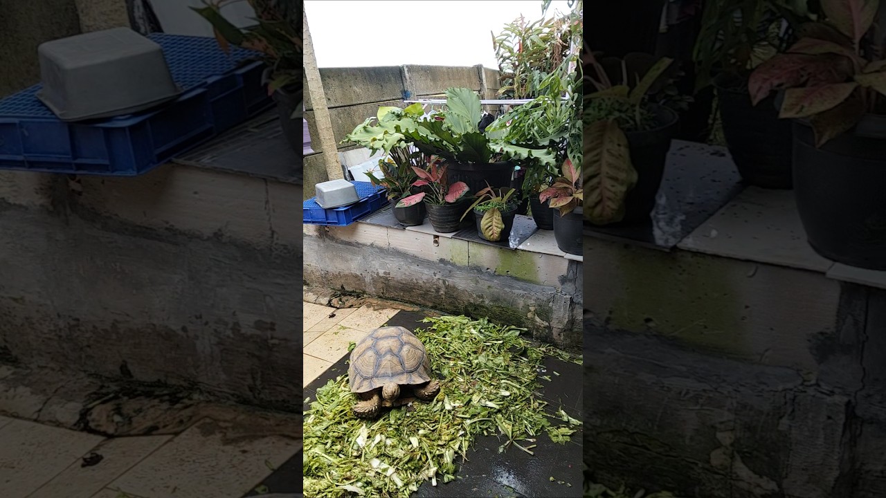 #sulcataharcen #tortoise #turtle #pecintakura #shortvideo - YouTube