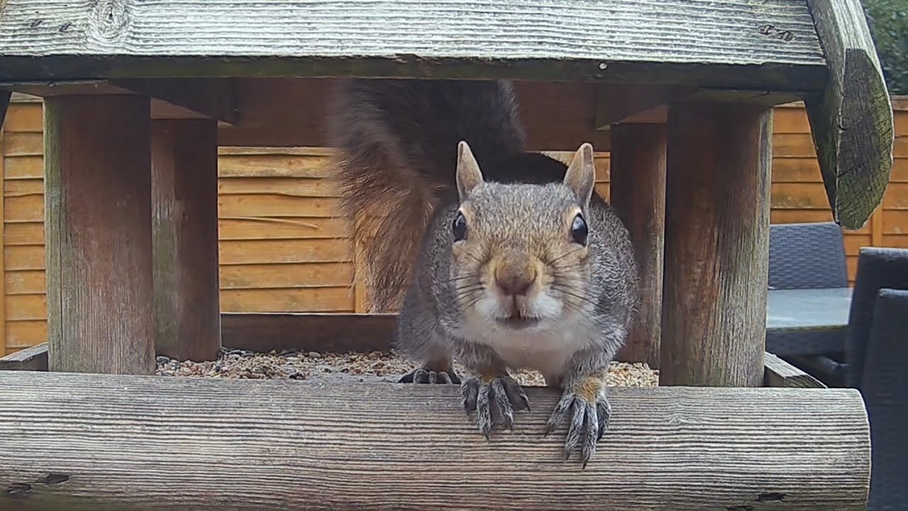 Baldrick the squirrel snacking on the garden bird table, so cute ️ ...