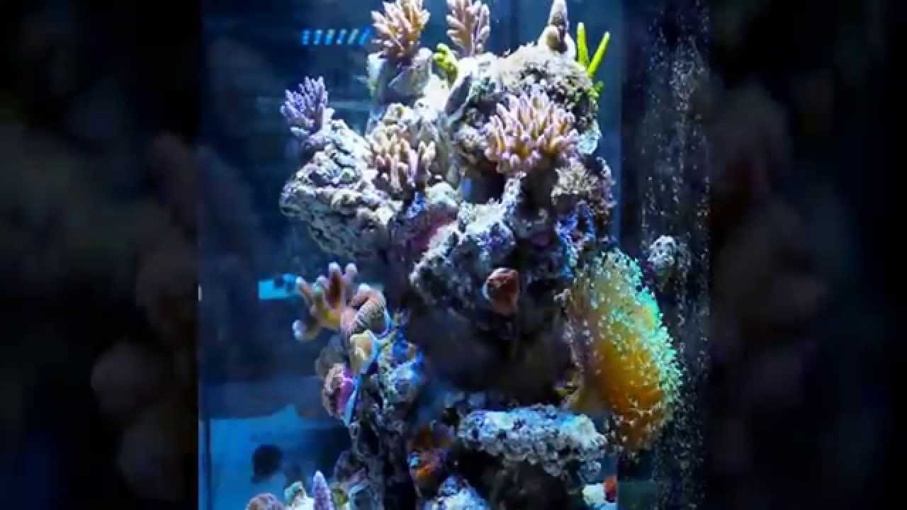 Cubicus CF new Impressions.... - YouTube