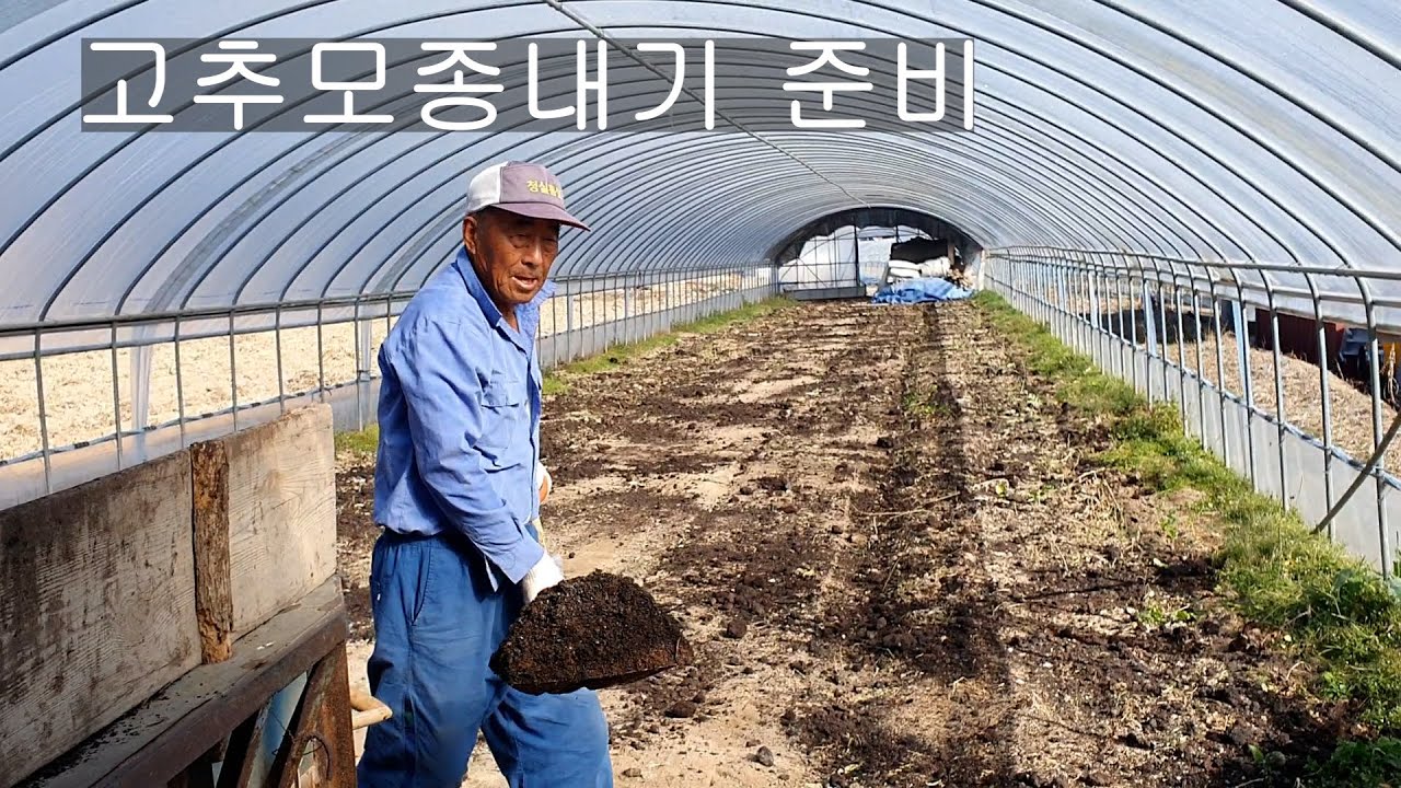 2022년11월27일 고추씨파종 준비 하우스에 경운기로 거름내고 비료밑비료 맞춤18호 양은과하지않게치고 로타리 작업고추씨