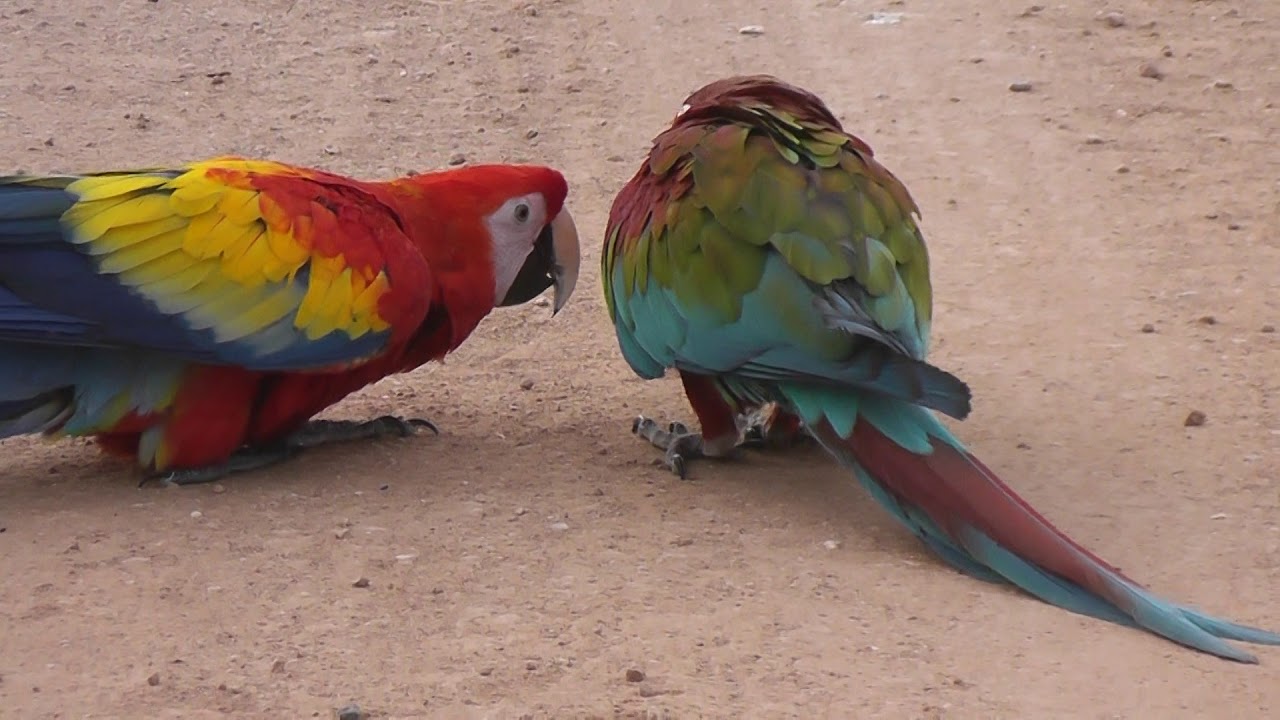 Macaws playing - December 2017 - YouTube