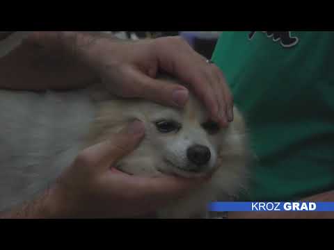 Vakcinacija ključna u borbi protiv besnila