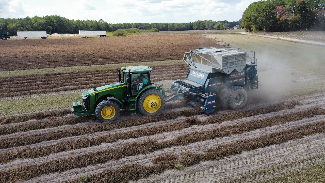 Peanut Harvesting Part 1 - YouTube
