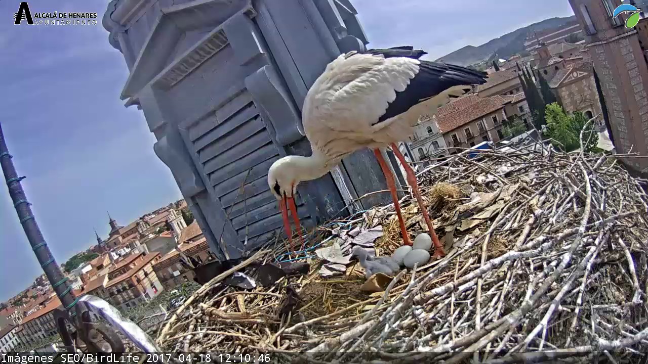 Dando de comer a los pollitos - YouTube