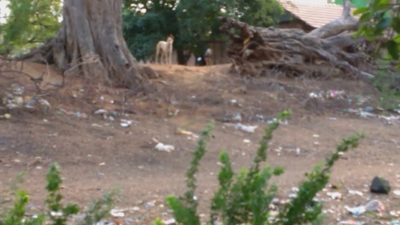 ramanathapuram mandai dog standing tall in villages - YouTube