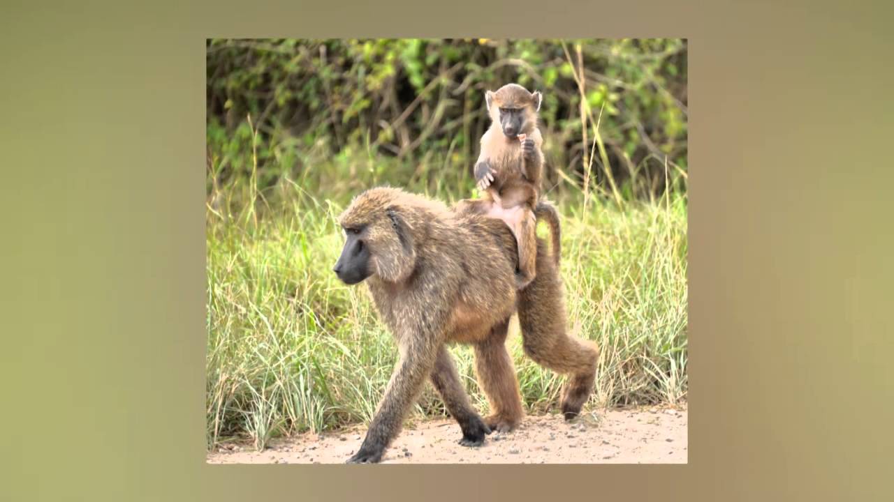 Baboons Most Intelligent Animals On Earth - YouTube
