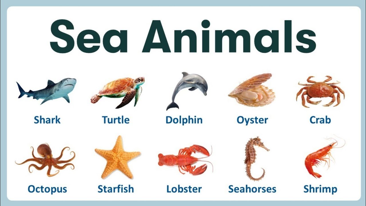 Water Animals !! Facts About Some Water Animals || starfish ll turtle 🐢 ...