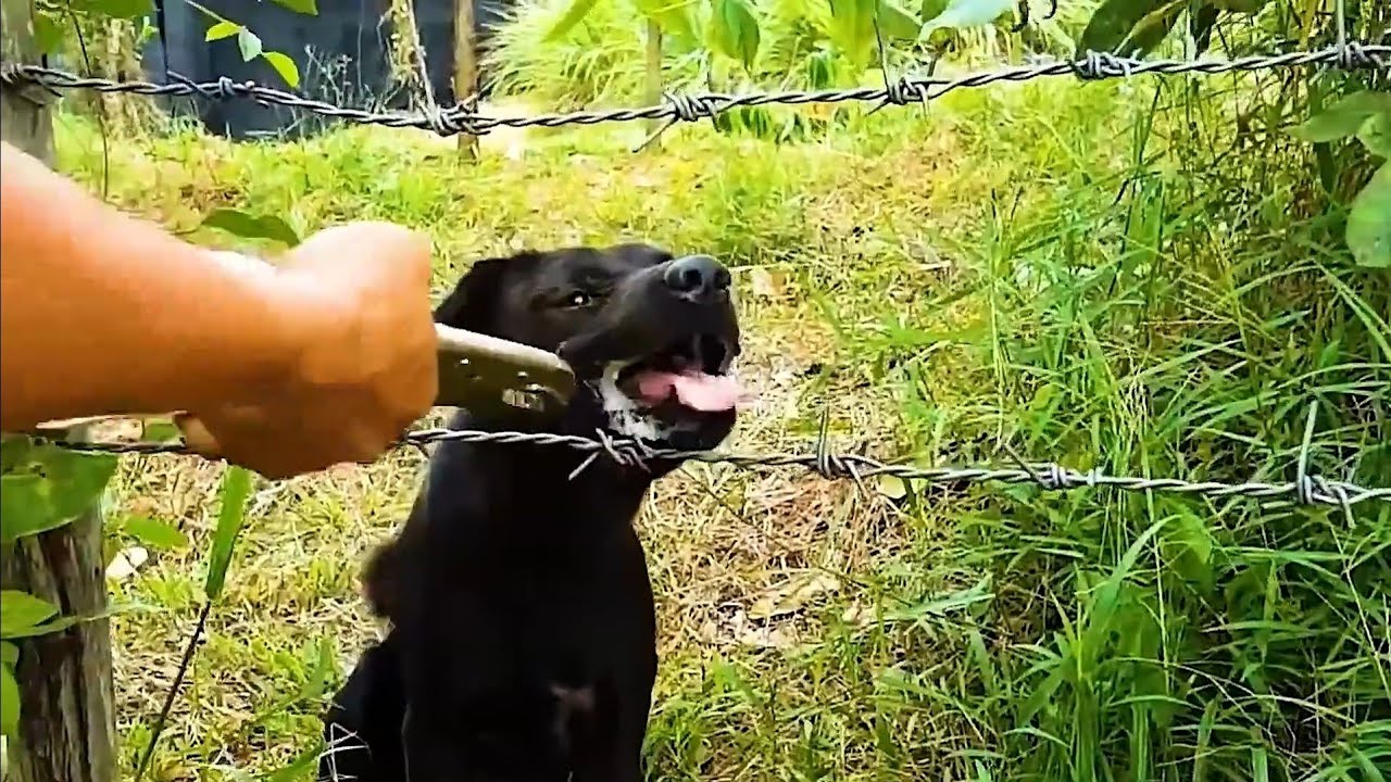 10 Animals That Asked People For Help. Part 1 - YouTube