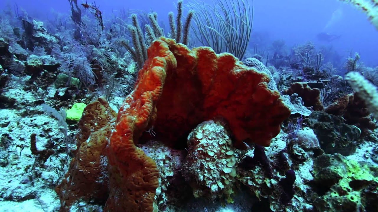 Stuart Cove Dive Bahamas, Dive Sites - YouTube