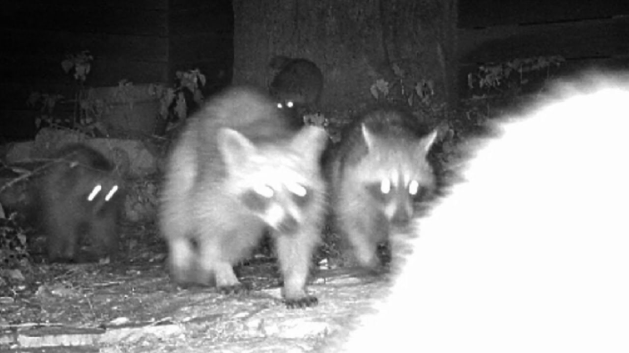 Austin TX Wildlife in the City - Raccoon Family and Mean Ol Coon Boar ...