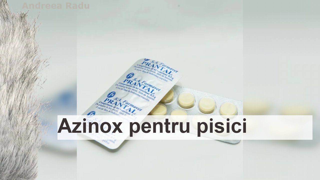 Azinox pentru pisici: indicații și instrucțiuni de utilizare, recenzii ...