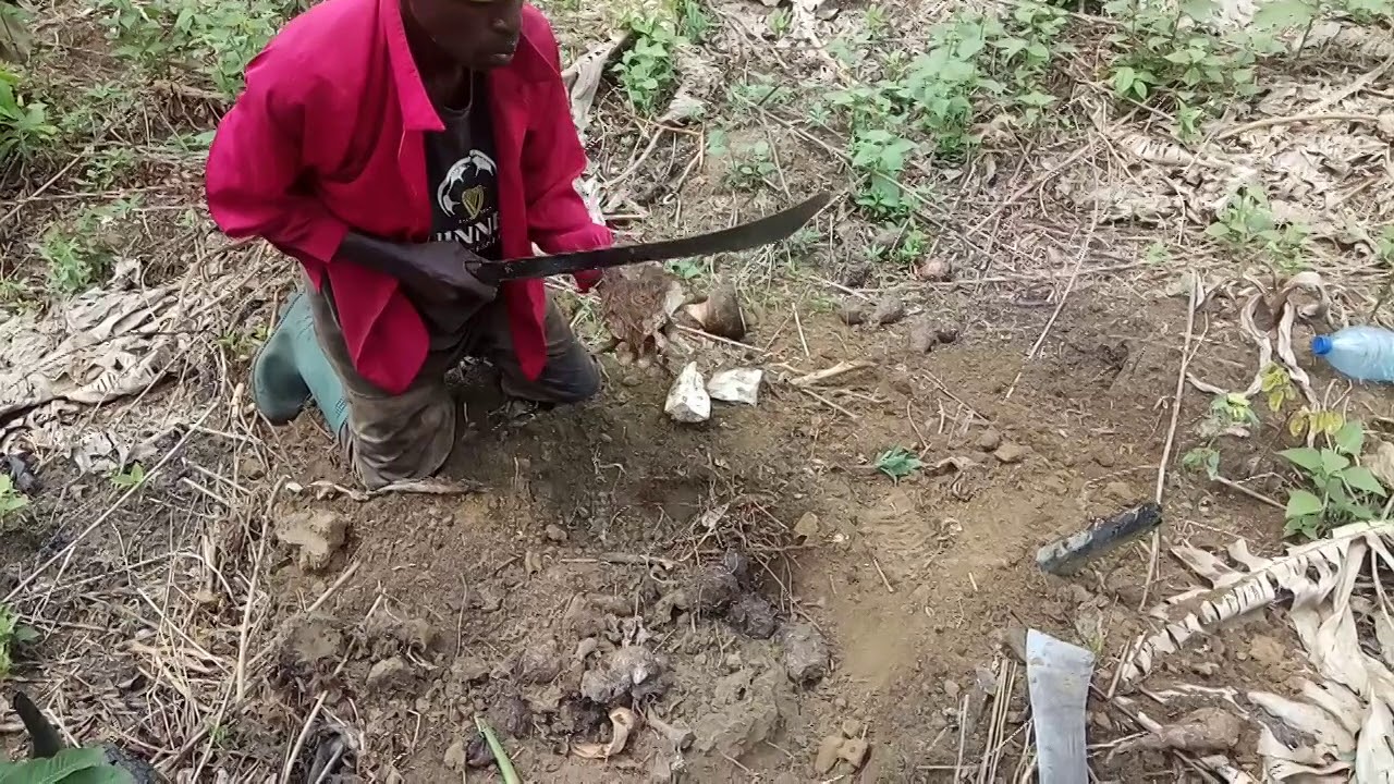 Recolte de macabo a Minka, Cameroon(4) - YouTube