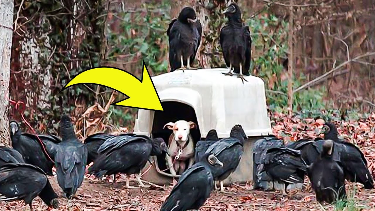 A Group Of Animal Rescuers Discovered A Heartbreaking Scene In The ...