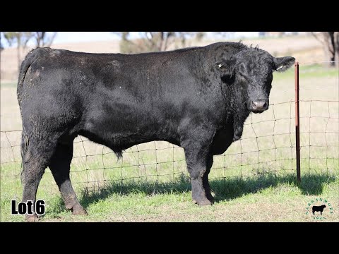 Lot 06 Narranmore AVO22T111 - YouTube