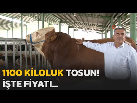 1 ton 100 kilo ağırlığındaki kurbanlık pazarın gözdesi oldu!