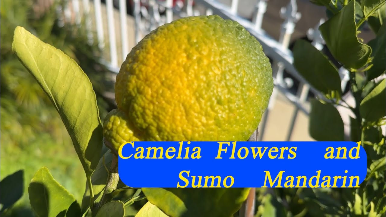 Cây quít Sumo và hoa Camelia trước nhà; Sumo Mandarin and Camelia ...