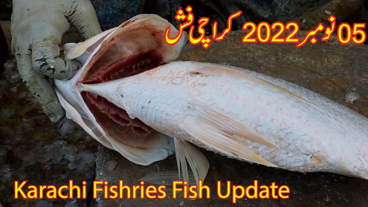 Karachi Fish Price Update || 05 November 2022 || Karachi FIsh Rate ...