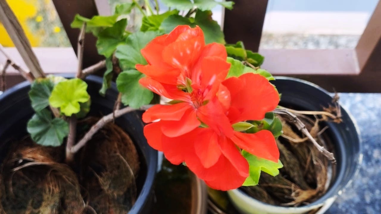 🧡🌿 Garden Glow: The Vibrant Orange Zonal Geranium🧡| Garden Geranium # ...
