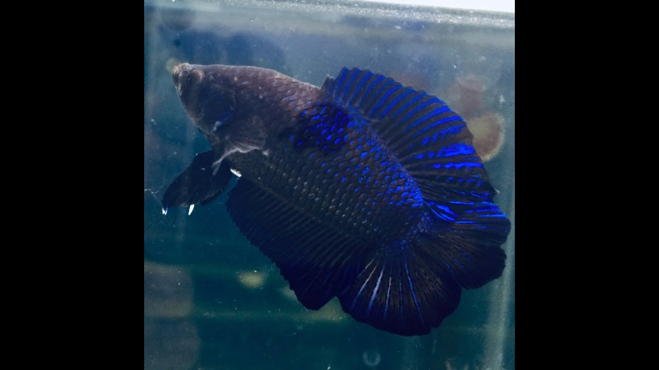 BETTA DOUBLETAIL PLAKAT (DTPK) bi-color - YouTube