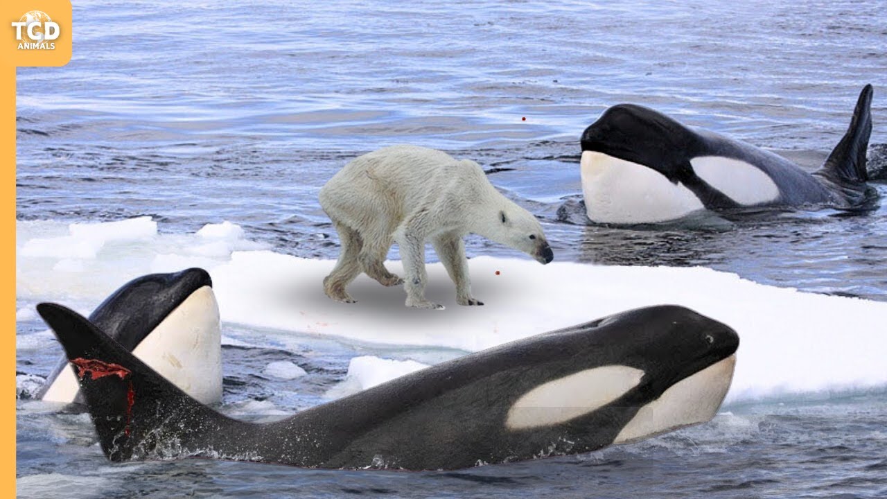 This Is Why Orcas Are Called Killer Whales - YouTube