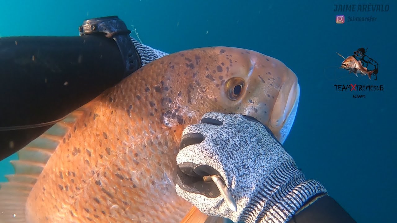 Spearfishing Giant Snapper DENTEX GILTHEAD BREAM SEABASS Special Guests ...
