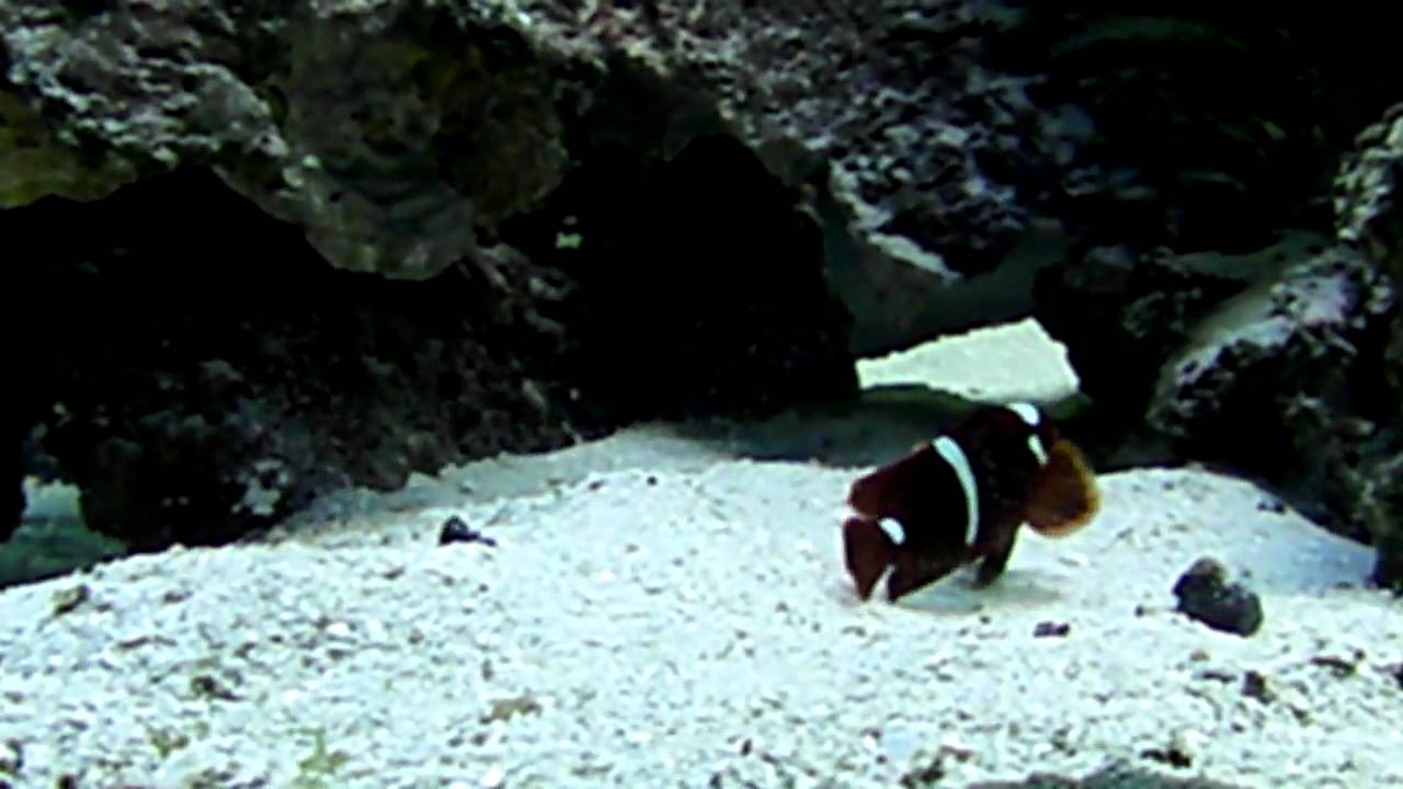 Maroon Clownfish Pair Stirring up Sand - YouTube