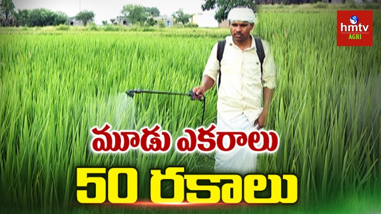 Paddy Cultivation In Natural Farming | Farmer Siddulu Success Story ...