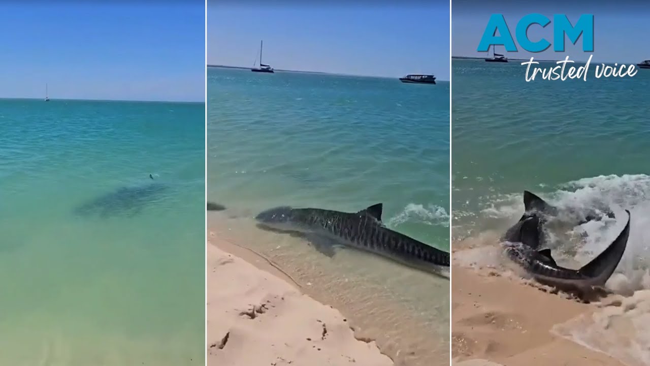 Beachgoer's close encounter with tiger shark in shallow waters - YouTube