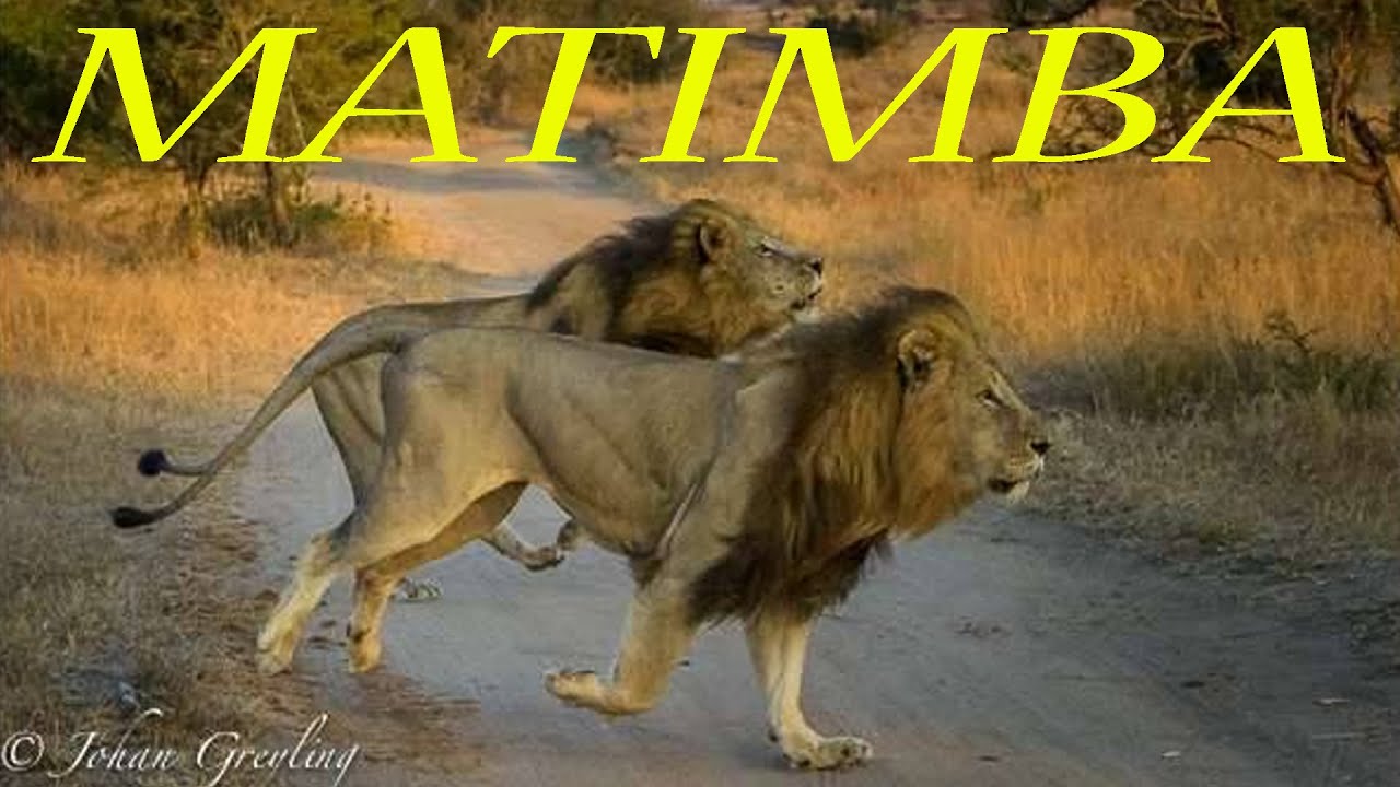 The story of the Matimba coalition of male lions - YouTube
