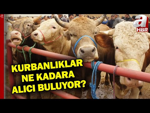 Kurban Bayramı'na son iki hafta! Kurbanlıklarda fiyatlar nasıl? | A Haber