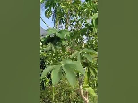 NYUMBA INAUZWA MILLION 12 TU CHANIKA MJIN CALL/WBTUPS 0658045159 - YouTube