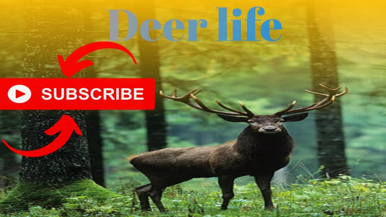 Deer lifestyle! Deers relationship with each other! Nature love in ...