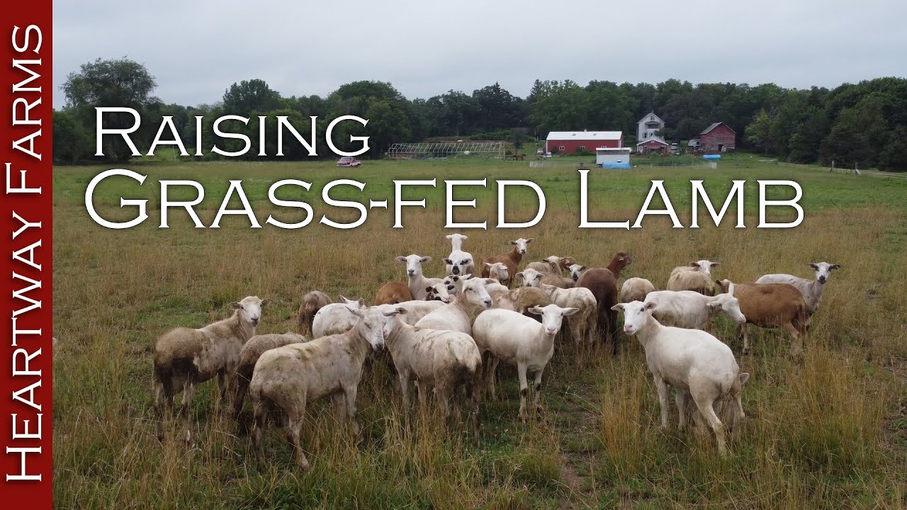 Lamb Harvest | Katahdin Hair Sheep Butcher | Grass Fed | Homestead ...