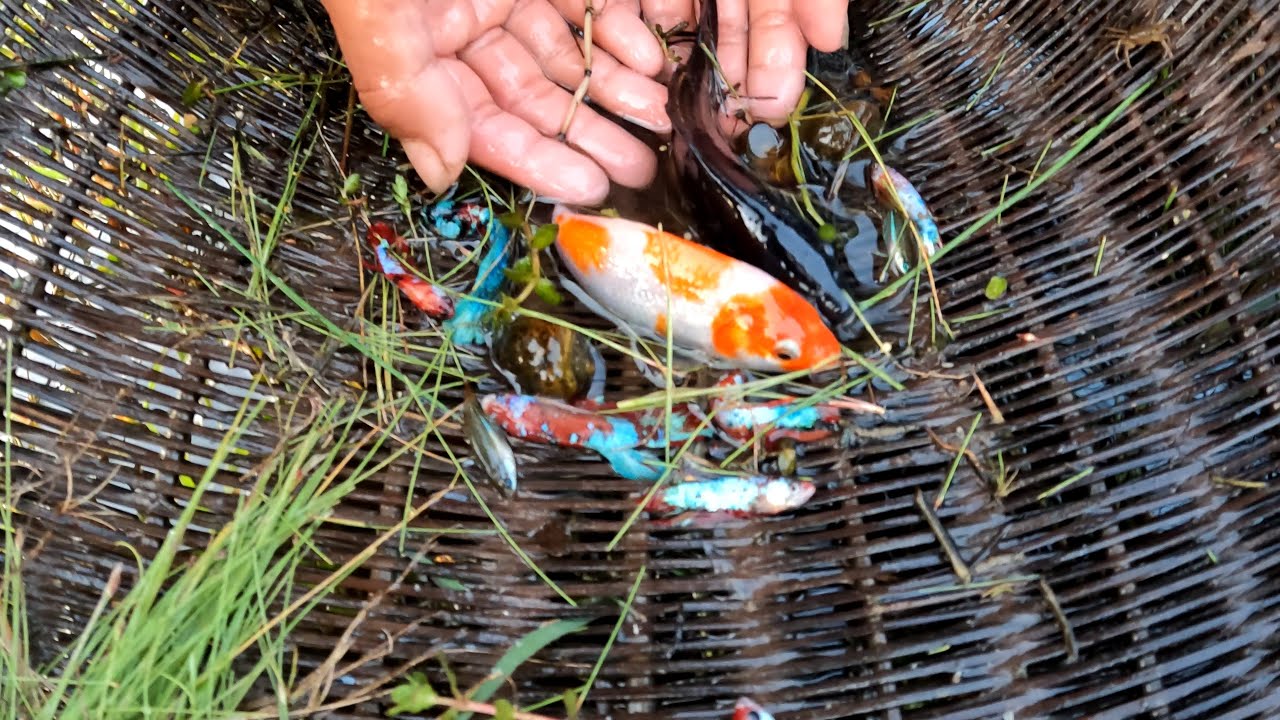 Top Grade Betta in Rice Field! Catch up So Beautiful Betta Fish on ...