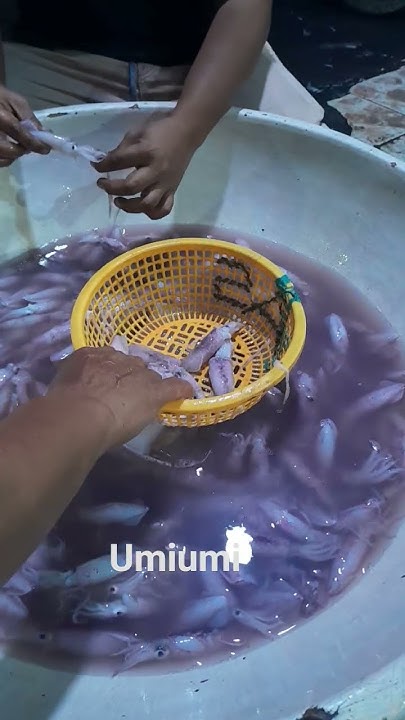 umiumi #shorts - YouTube