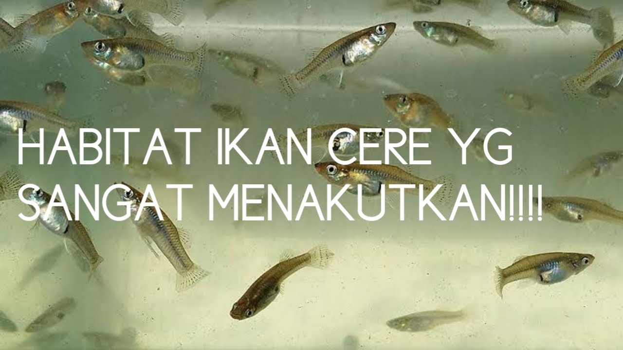HABITAT IKAN CERE YG SANGAT MENAKUTKAN!!! - YouTube