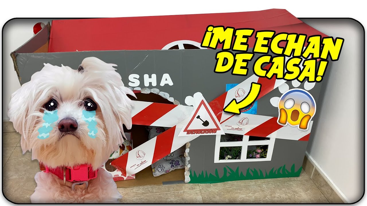ECHAN a mi PERRO de su Casa! ¿Dónde va a vivir Dasha ahora?😱 Anima Dogs ...