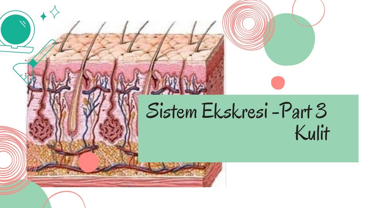 #biologismakelas11 #sistemekskresi #kulit SISTEM EKSKRESI PART 3 ...