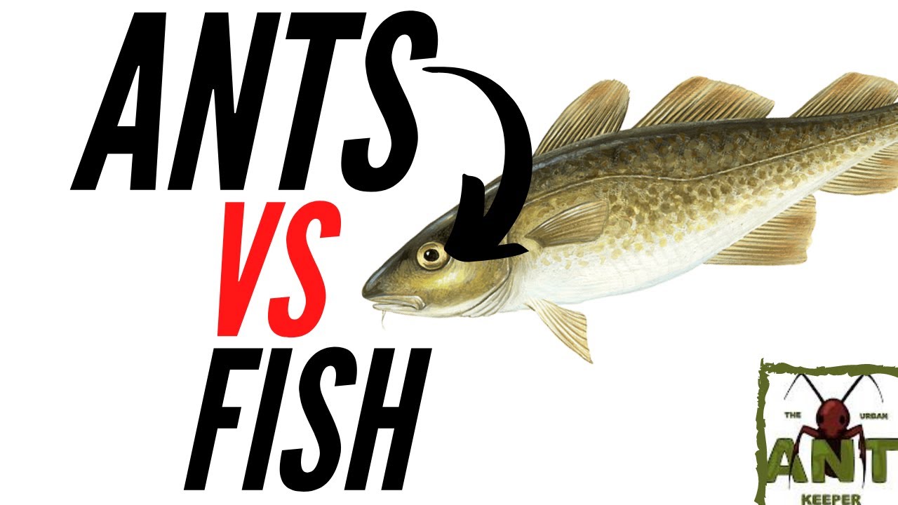 ANTS vs FISH? - YouTube