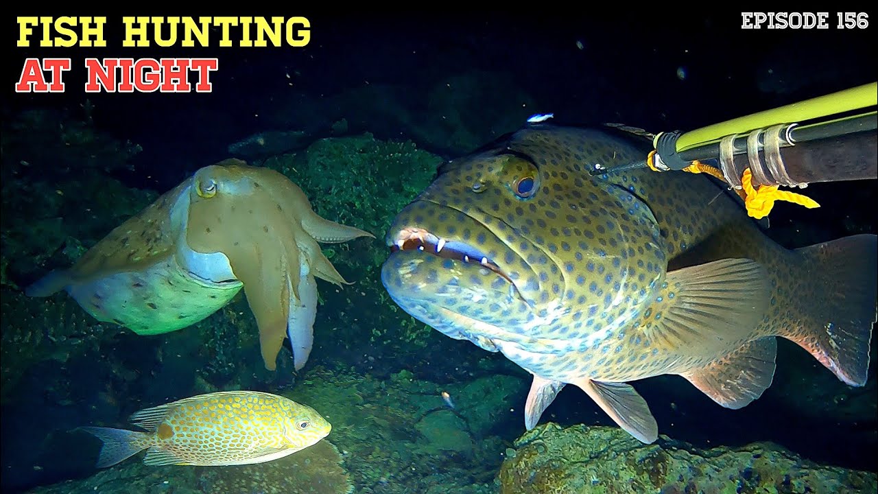 NIGHT SPEARFISHING EPISODE 156 | FISH HUNTING AT NIGHT - YouTube