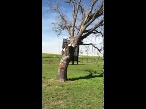 How to take down a tree slowly - YouTube