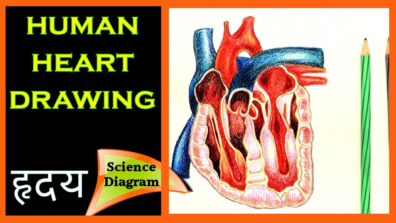 How to draw the human Heart || The human Heart Easy Draw Tutorial ...