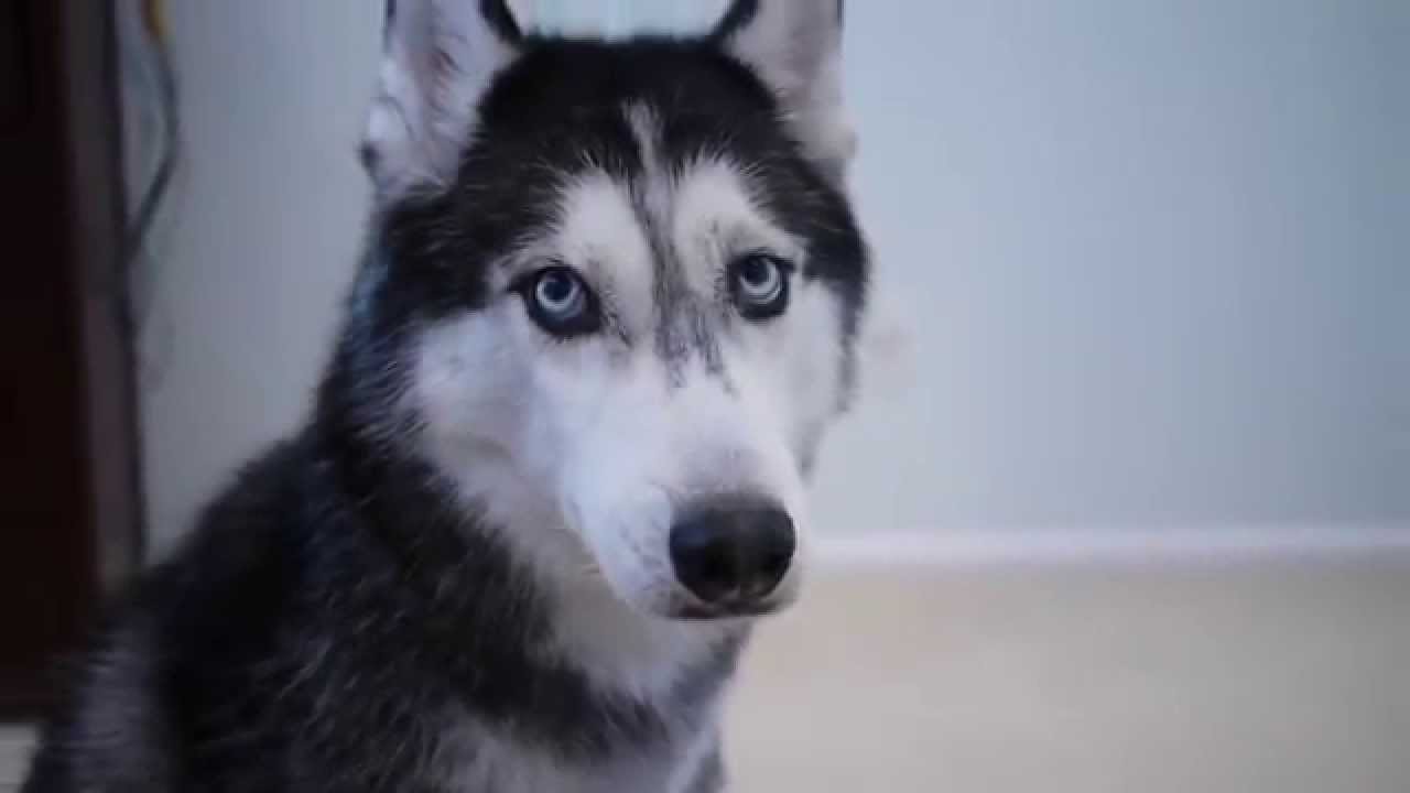 Mishka the Talking Husky Sings A Cappella! - YouTube
