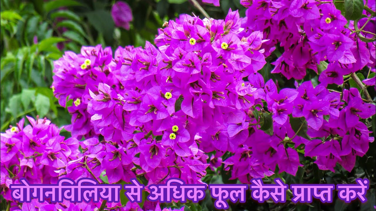 Tricks to get maximum flowers from Bougainvillea/बोगनविलिया के पौधे से ...