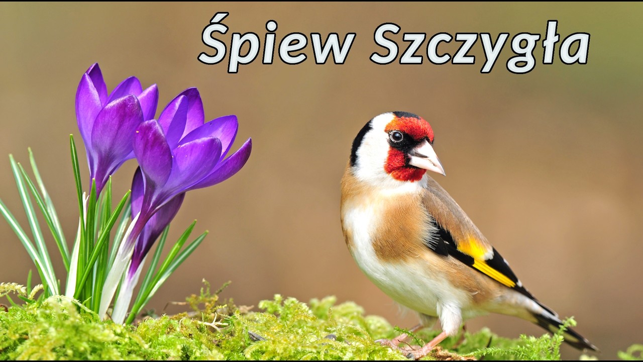 Śpiew Szczygła - Szczygieł odgłosy - YouTube