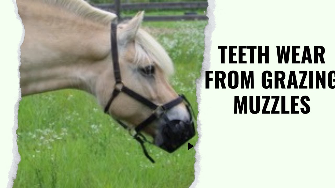 Grazing Muzzles - Stop Hair Rubs and Protect Teeth - YouTube