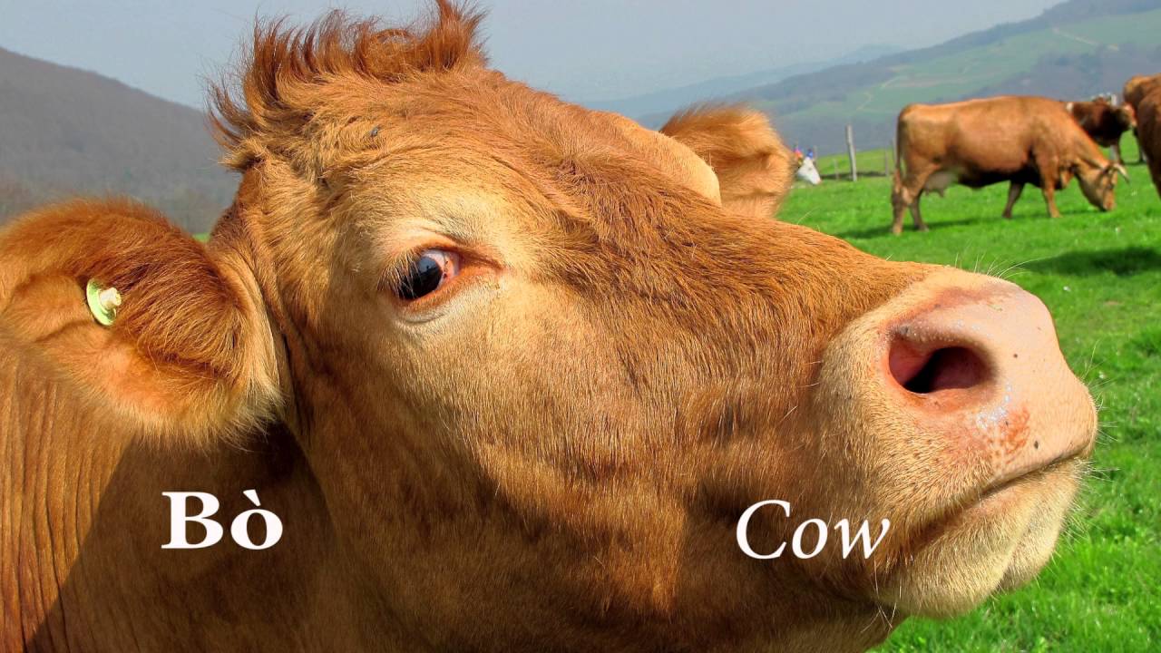Gaelic for Outlanders: Animals (Lesson 19) - YouTube