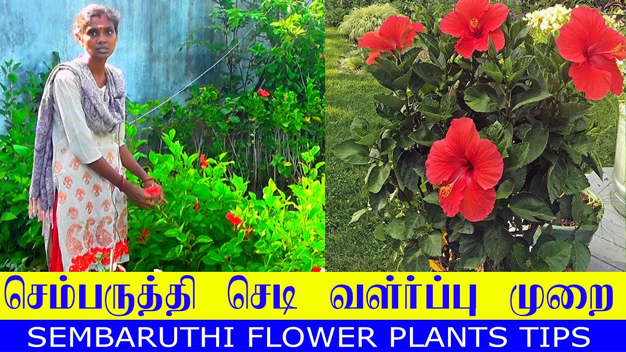 செம்பருத்தி செடி வளர்ப்பு முறை |sembaruthi flower plant tips| Hibiscus ...