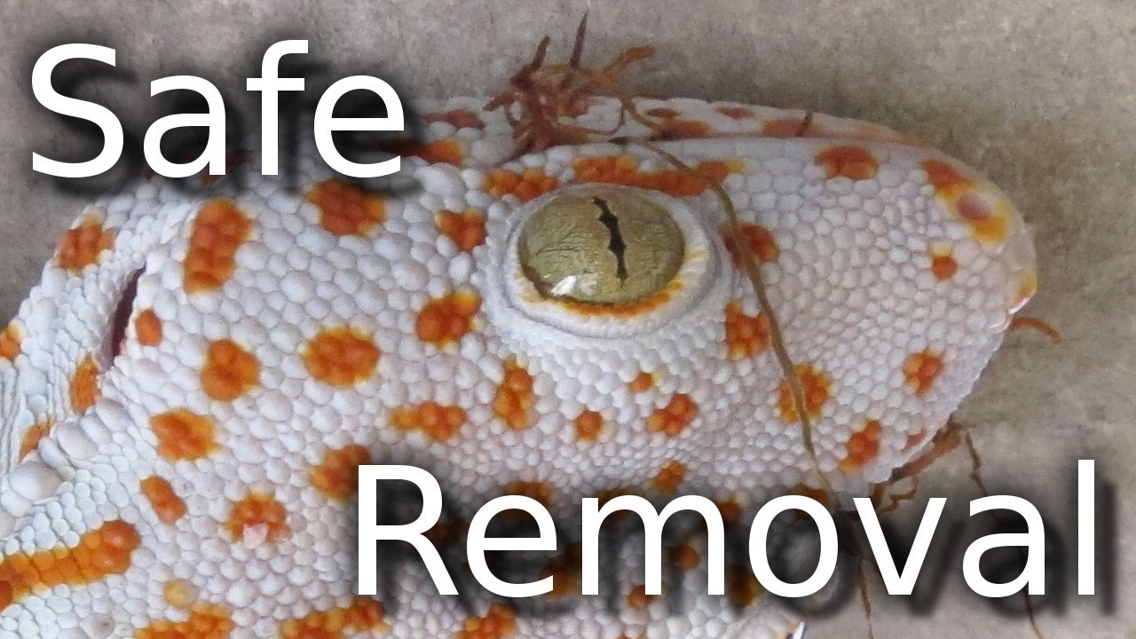 How To Remove A Tokay Gecko From The House (Thailand Dragon) - YouTube