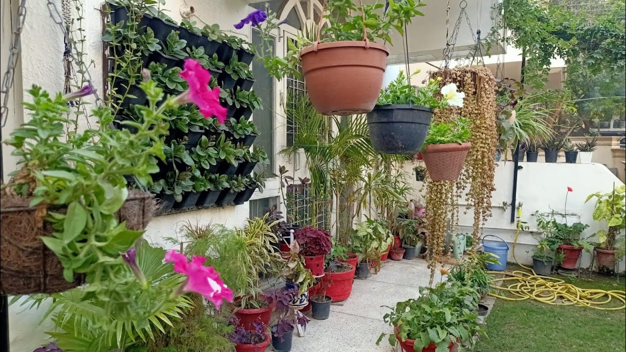 Power of patience in gardening//Few plants shown from my garden with ...